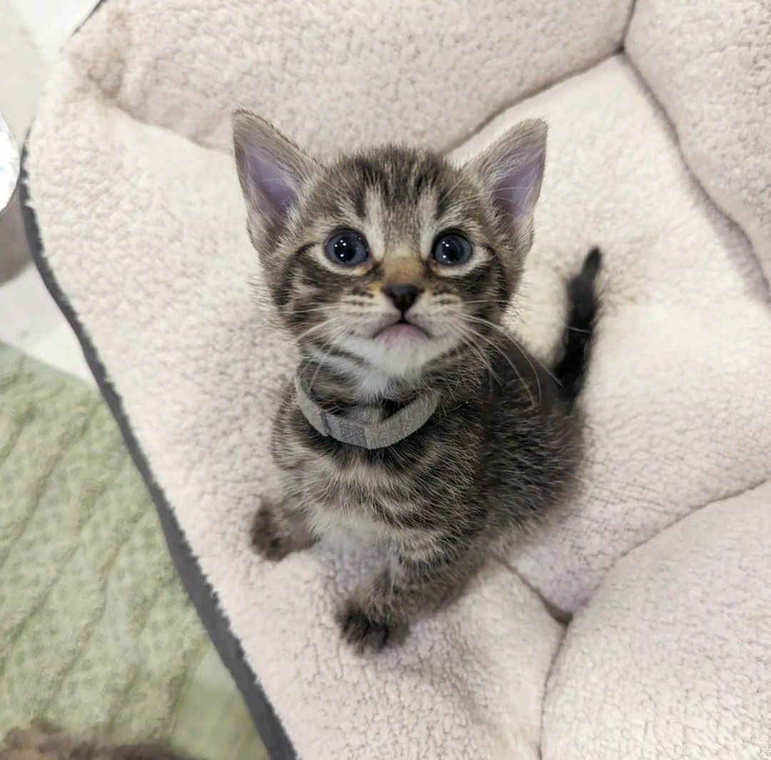 Kitten Socialization And Play - pet shop