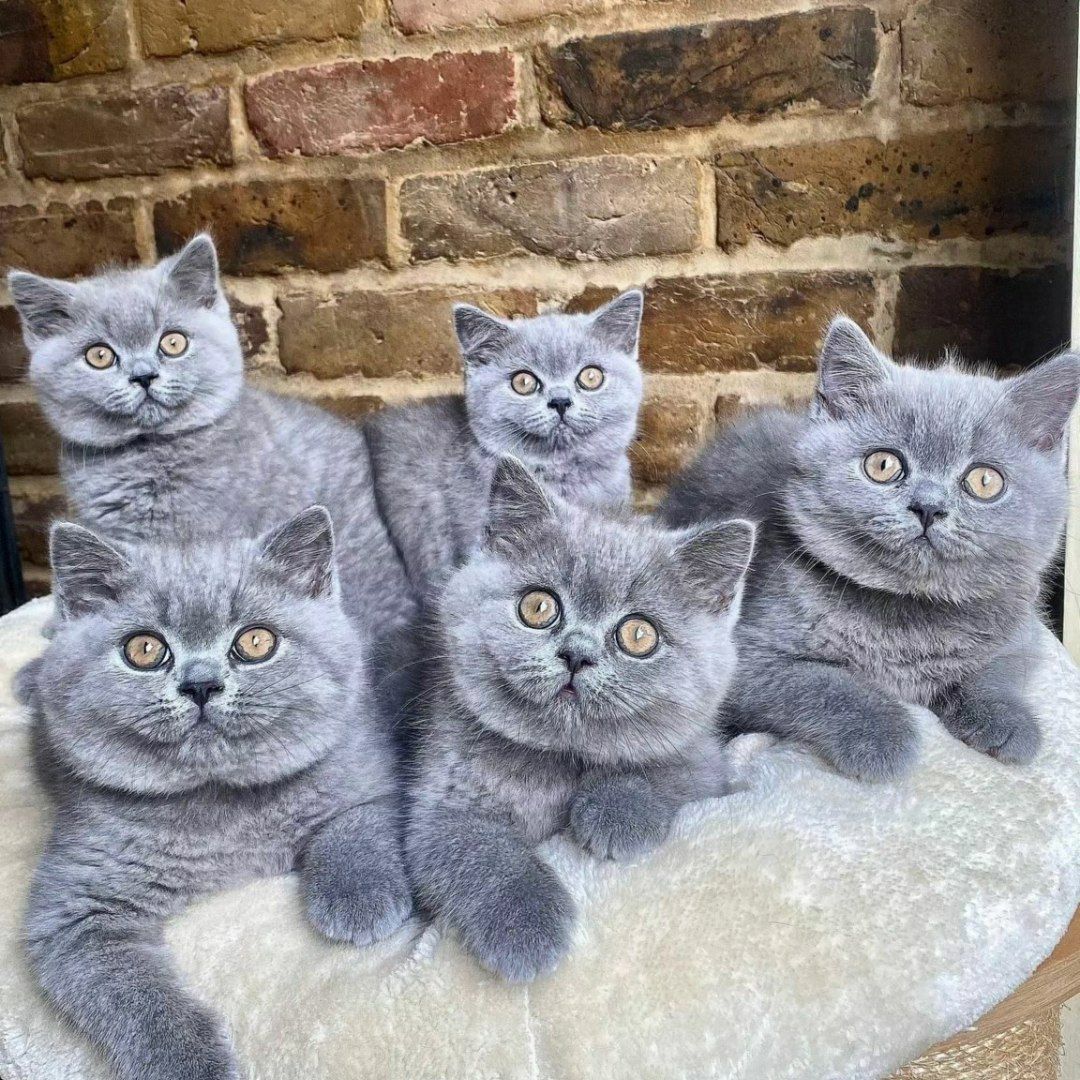 How To Entertain British Shorthair Cats - pet shop